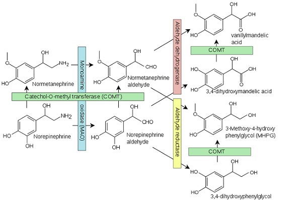 Norepinefrina: estructura, funciones, mecanismo de acción