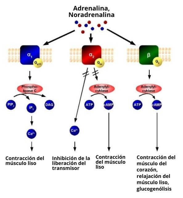Receptores adrenérgicos: qué son, localización, funciones, clasificación