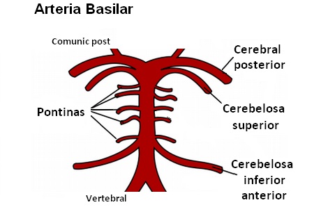 Puente de Varolio (protuberancia anular): anatomía, funciones