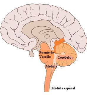Puente de Varolio (protuberancia anular): anatomía, funciones