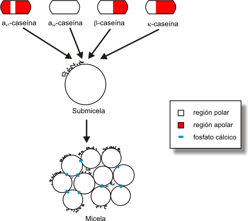 Caseinato de calcio: estructura, propiedades, obtención y usos