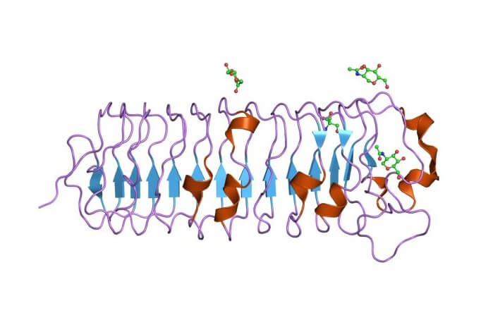 Proteoglicanos: estructura, características, función, ejemplos