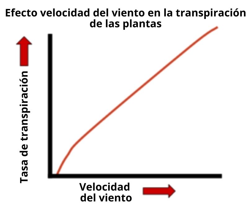Transpiración de las plantas: concepto, proceso, factores, importancia