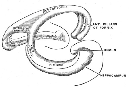 Fórnix: características, anatomía y funciones