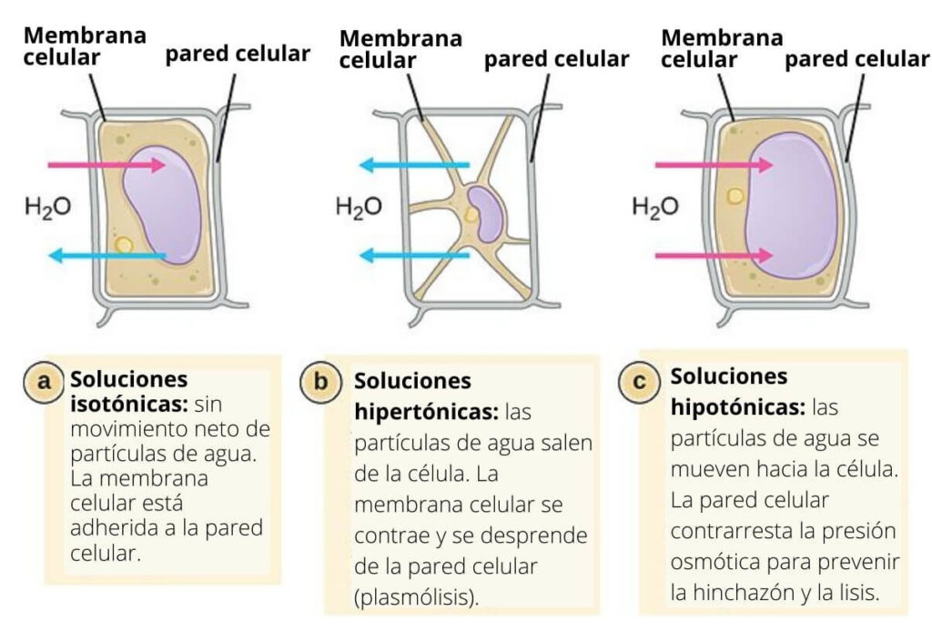 Lisis celular: concepto, proceso, causas y tipos