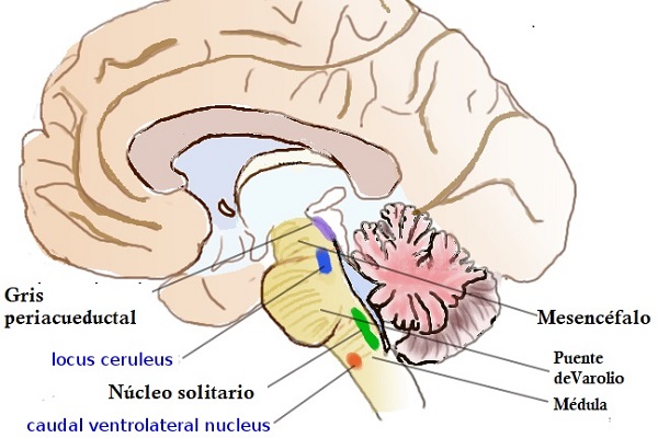 Norepinefrina: estructura, funciones, mecanismo de acción