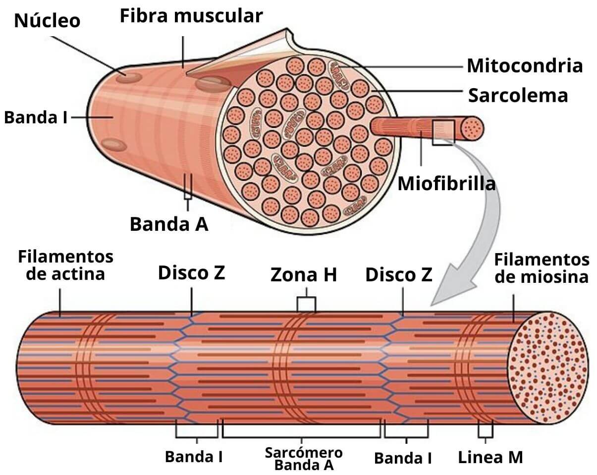 Sarcolema: concepto, características, estructura, función