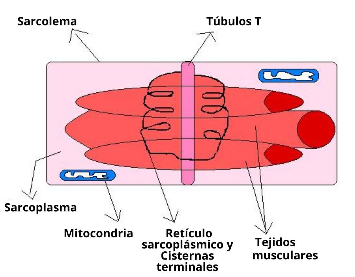 Sarcolema: concepto, características, estructura, función