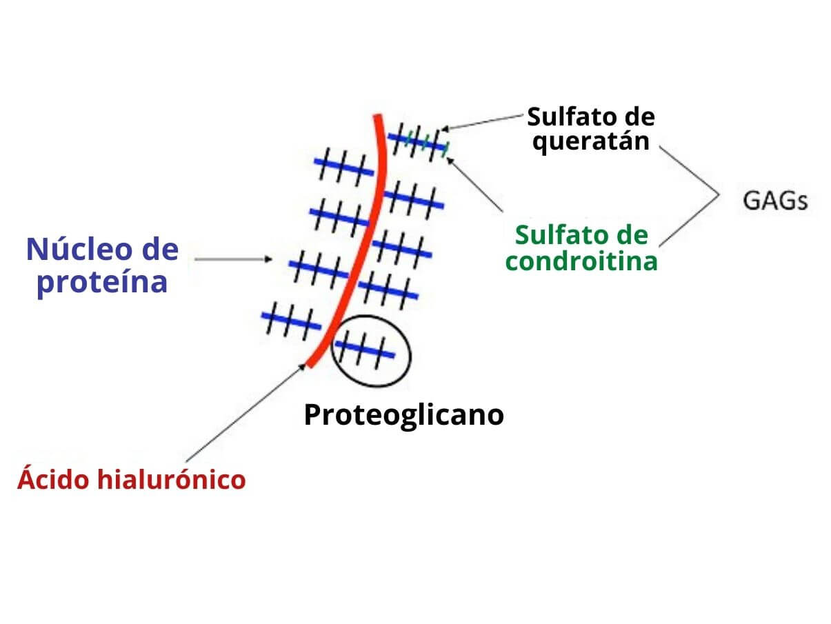 Proteoglicanos: estructura, características, función, ejemplos