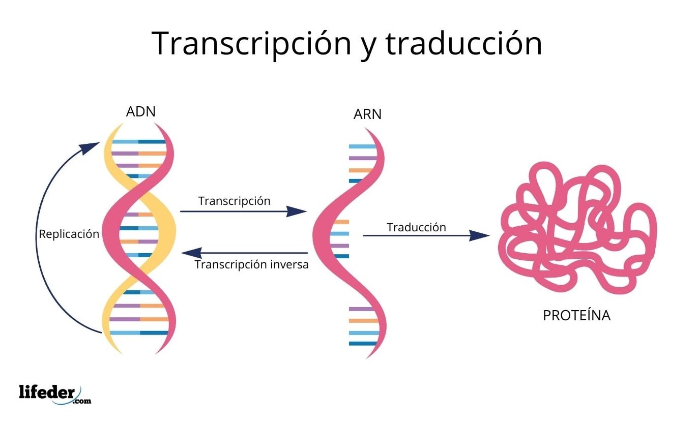Modificaciones postraduccionales: concepto, proceso, ejemplos
