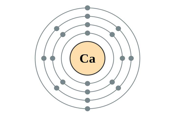 Ciclo del calcio: características, etapas e importancia