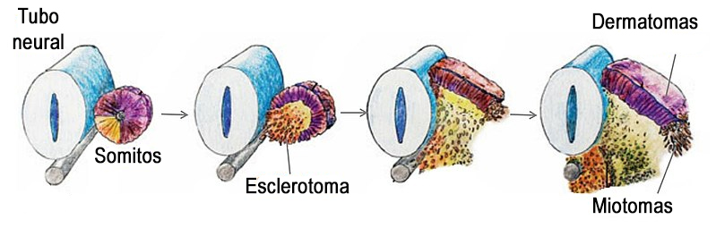 Miotomas: examen clínico y distribución anatómica