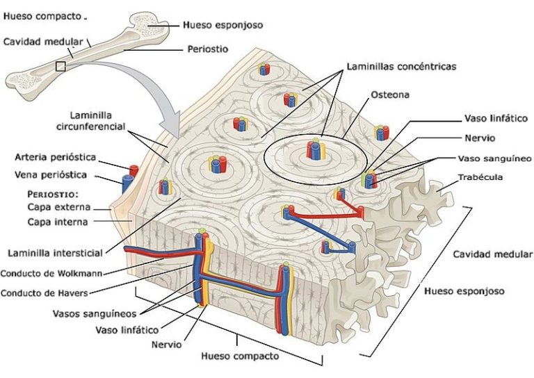 clasificaci-n-de-los-huesos-seg-n-forma-tama-o-estructura-funci-n
