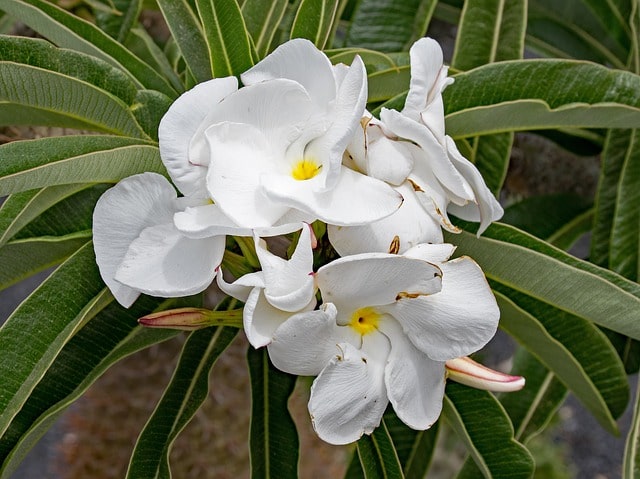 Palma de Madagascar: características, hábitat, reproducción, cuidados