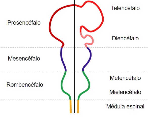 Mielencéfalo: funciones, desarrollo, daños