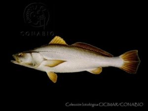 Totoaba: características, hábitat, reproducción, comportamiento