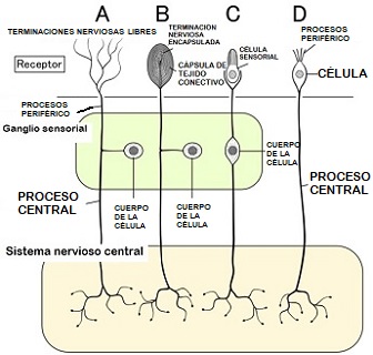Nociceptores: los receptores del dolor - Lifeder