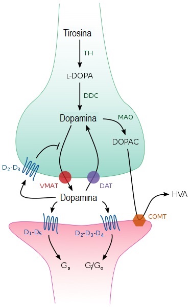 Neuronas dopaminérgicas: qué son, características, funciones y vías