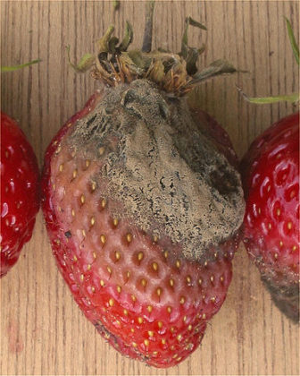 Botrytis cinerea: qué es, características, síntomas, control