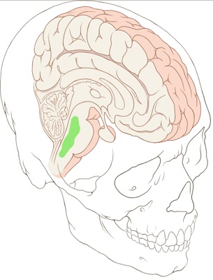 Serotonina: función, producción, estructura