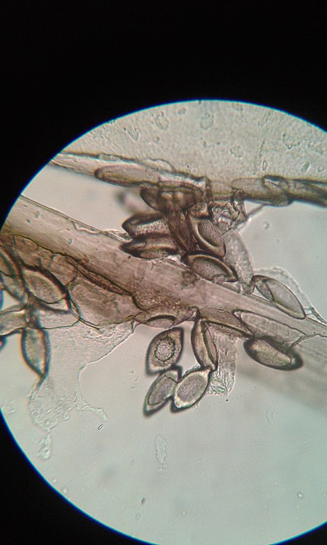 Esporas: características y tipos