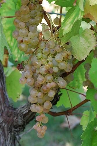Vitis vinifera: características, hábitat, cultivo, cuidados, variedades