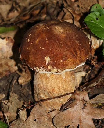 5 Riesgos de los Hongos Venenosos para el Ser Humano
