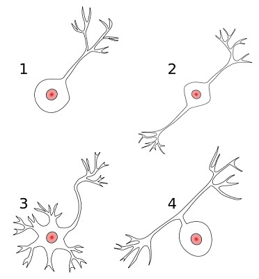 Neuronas unipolares: qué son, características, partes, funciones