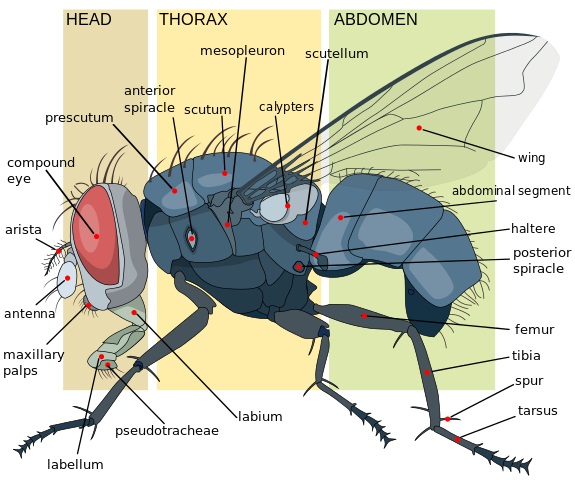 Musca domestica: características, hábitat, ciclo biológico, alimentación