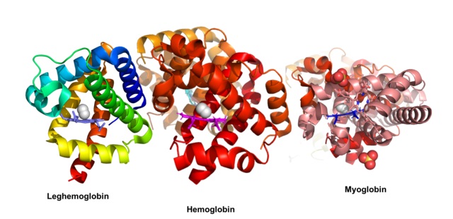 Mioglobina: estructura, función, valores normales - Lifeder