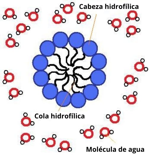 Micelas: concepto, estructura, función y formación