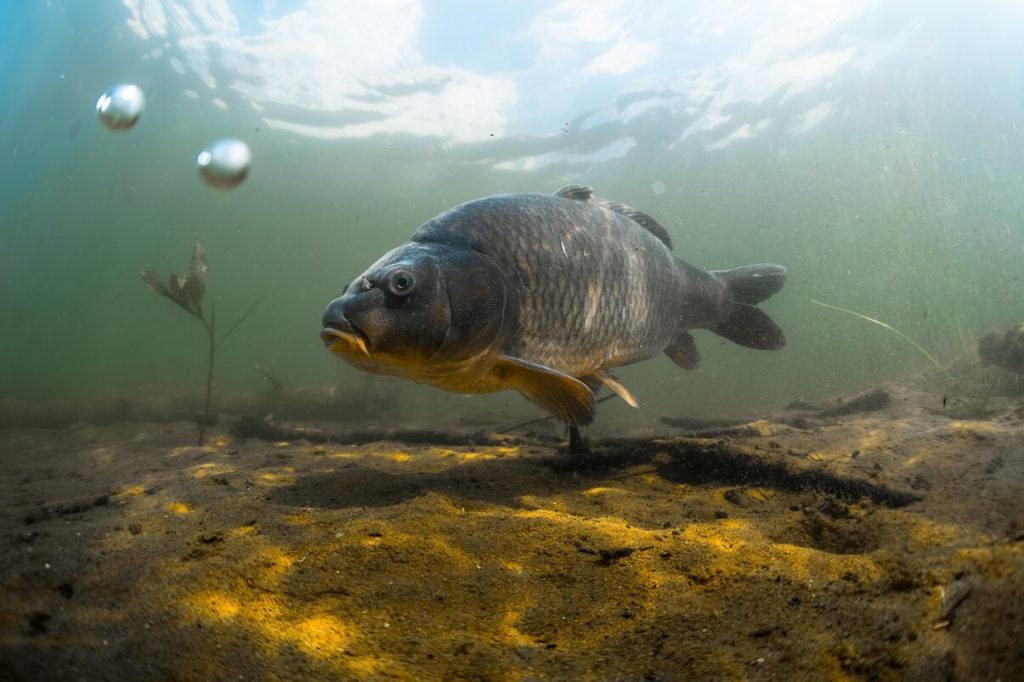 45 Animales que Respiran por las Branquias