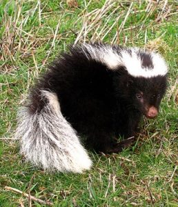 Flora y Fauna de Chile: especies más representativas