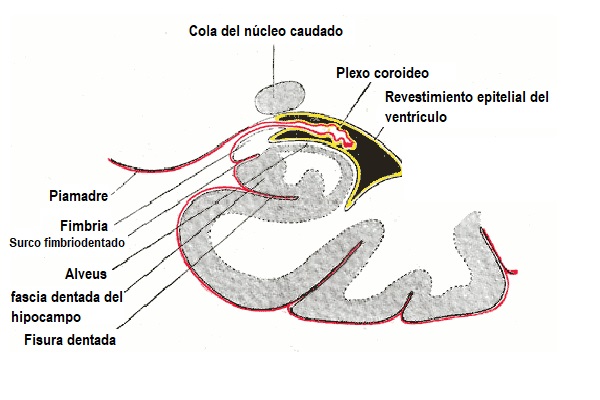 Plexos coroideos: histología, anatomía y enfermedades