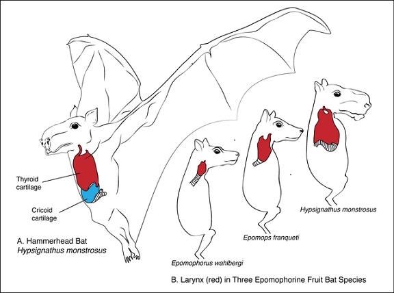 Murciélago cabeza de martillo: características, hábitat, reproducción ...