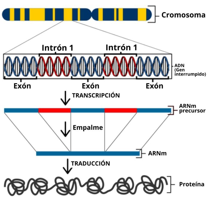 Transcripción del ADN: qué es, proceso en eucariotas y en procariotas