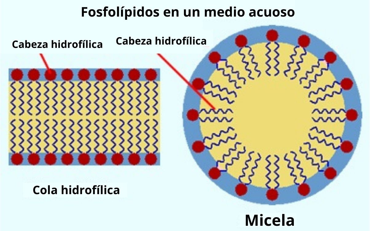 Micelas: concepto, estructura, función y formación