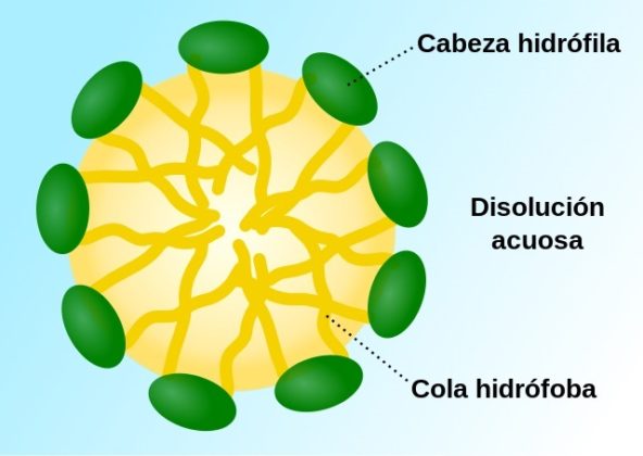 Micelas: concepto, estructura, función y formación