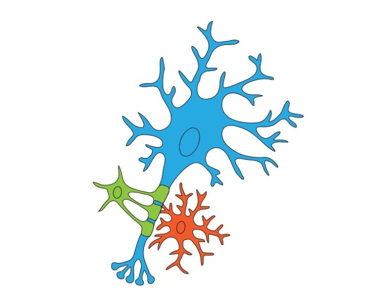 Oligodendrocitos: características, tipos y funciones