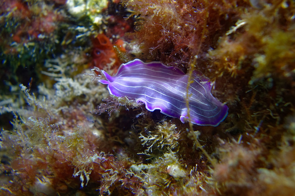 Planarias: características, reproducción, alimentación, especies