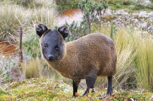 Ciervos: qué son, características, hábitat, reproducción, comportamiento