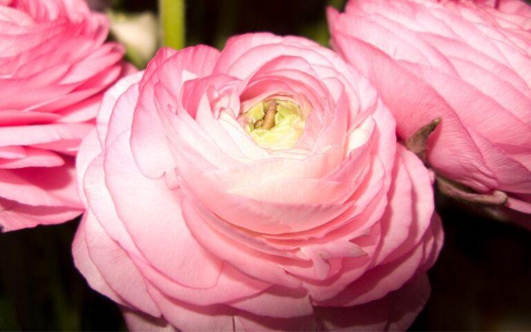 Ranunculus: qué es, características, especies, cultivo y cuidados