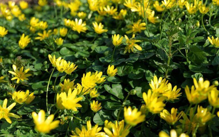 Ranunculus: qué es, características, especies, cultivo y cuidados