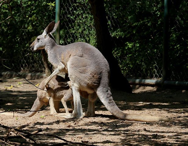 Canguro rojo: características, alimentación, reproducción, comportamiento