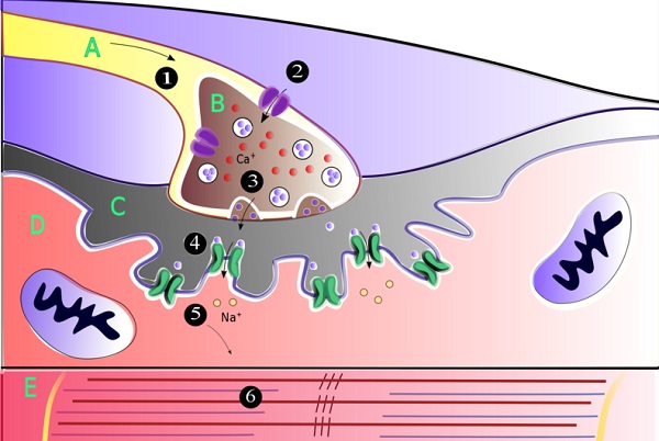Unión neuromuscular: partes, funciones y patologías