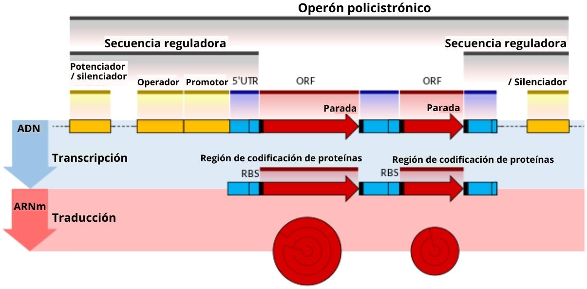 Transcripción del ADN: qué es, proceso en eucariotas y en procariotas