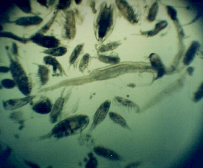 Zooplancton: características, alimentación, reproducción, cultivo