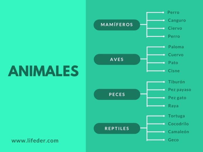 Organizadores Gráficos Qué Son Características Tipos Ejemplos 5590