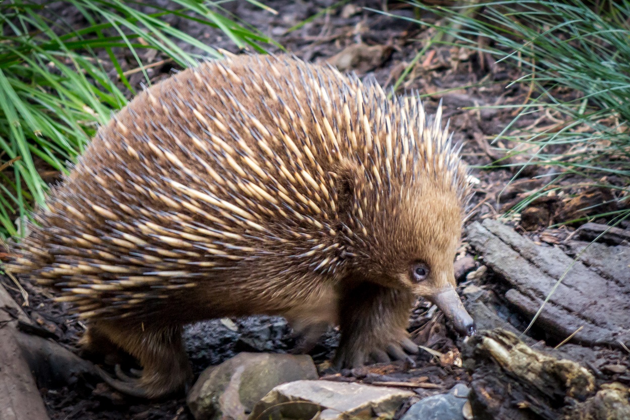 Monotremas: características, reproducción, alimentación, hábitat
