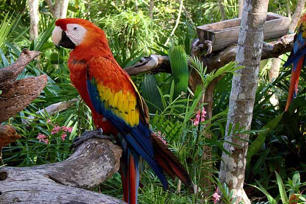 Selva tropical en México: características, ubicación, relieve, flora, fauna